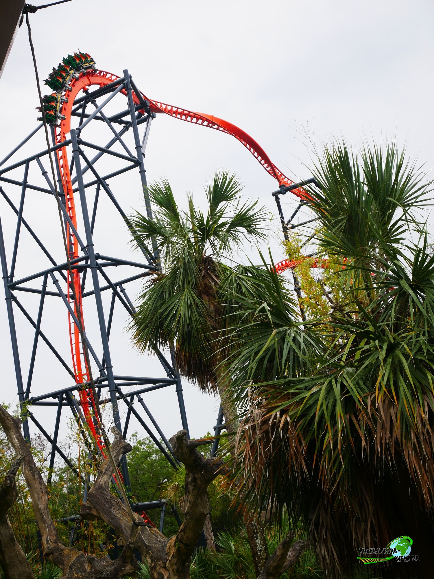 Tigris - Busch Gardens Tampa | Freizeitpark-Welt.de