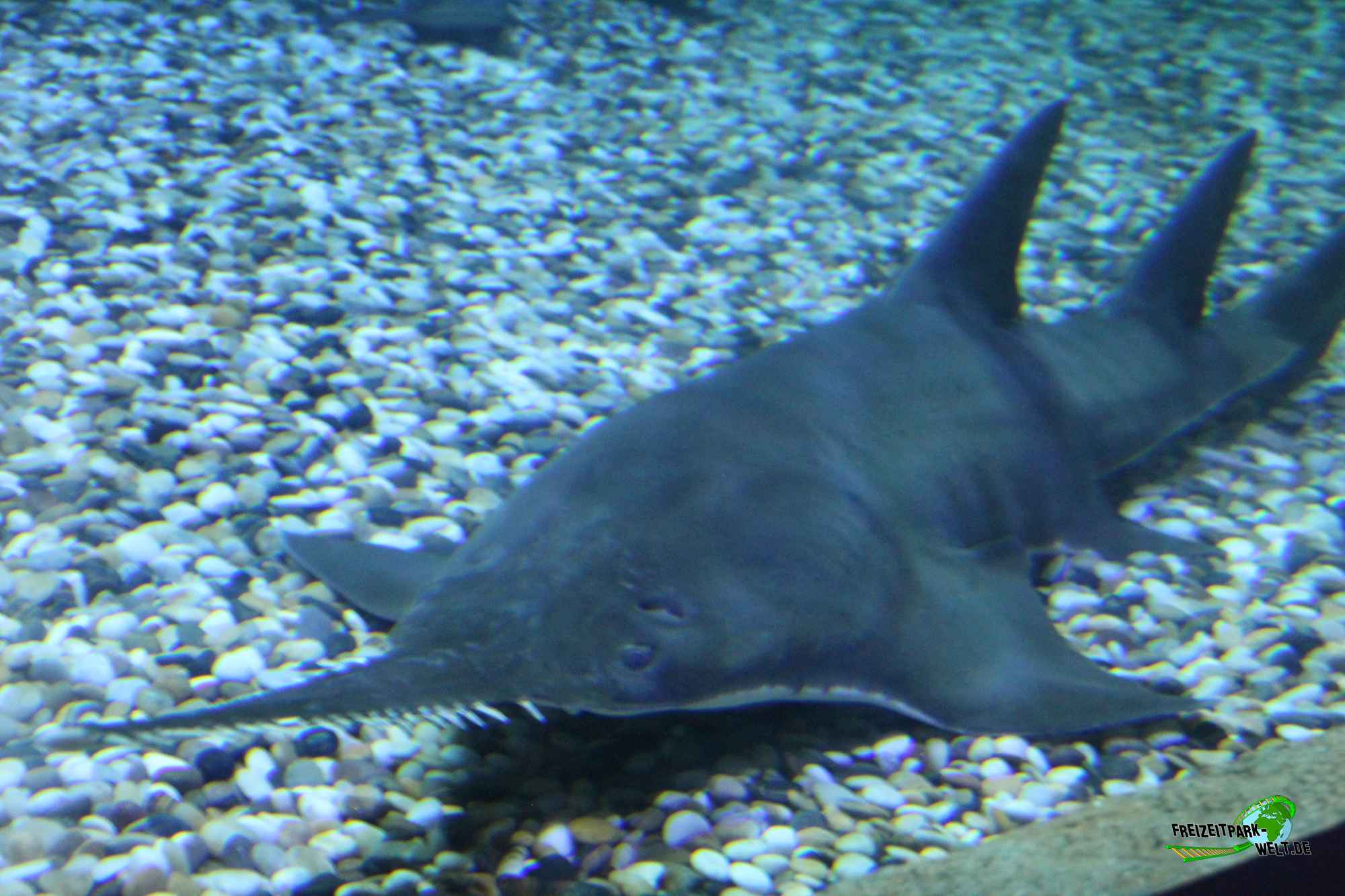 Shark Mystique - Ocean Park HongKong | Freizeitpark-Welt.de