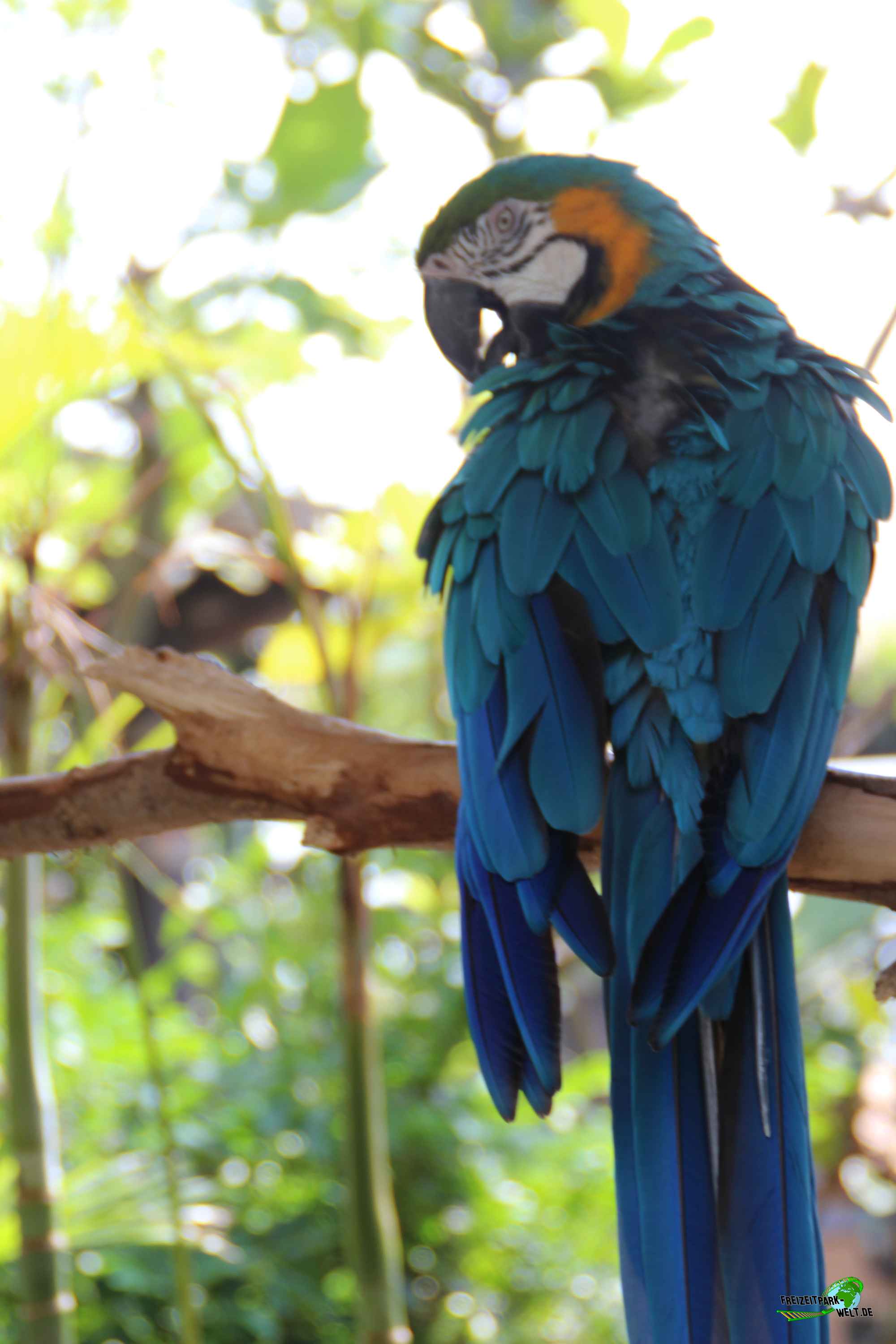 Ara - Ocean Park HongKong | Freizeitpark-Welt.de