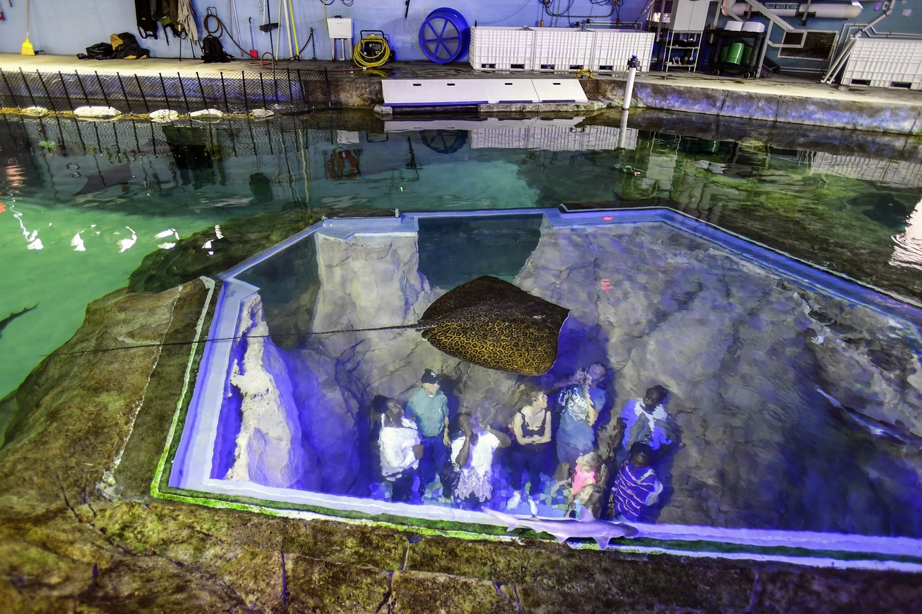 ITB 2019: Neue Attraktionen in den Seaworld Parks - Busch Gardens Tampa