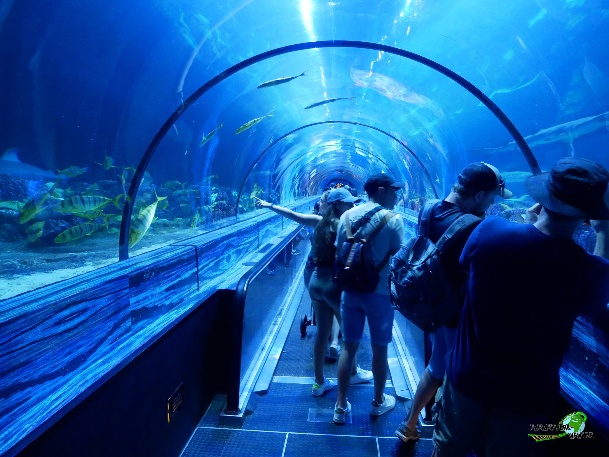 Shark Encounter - Seaworld Orlando | Freizeitpark-Welt.de