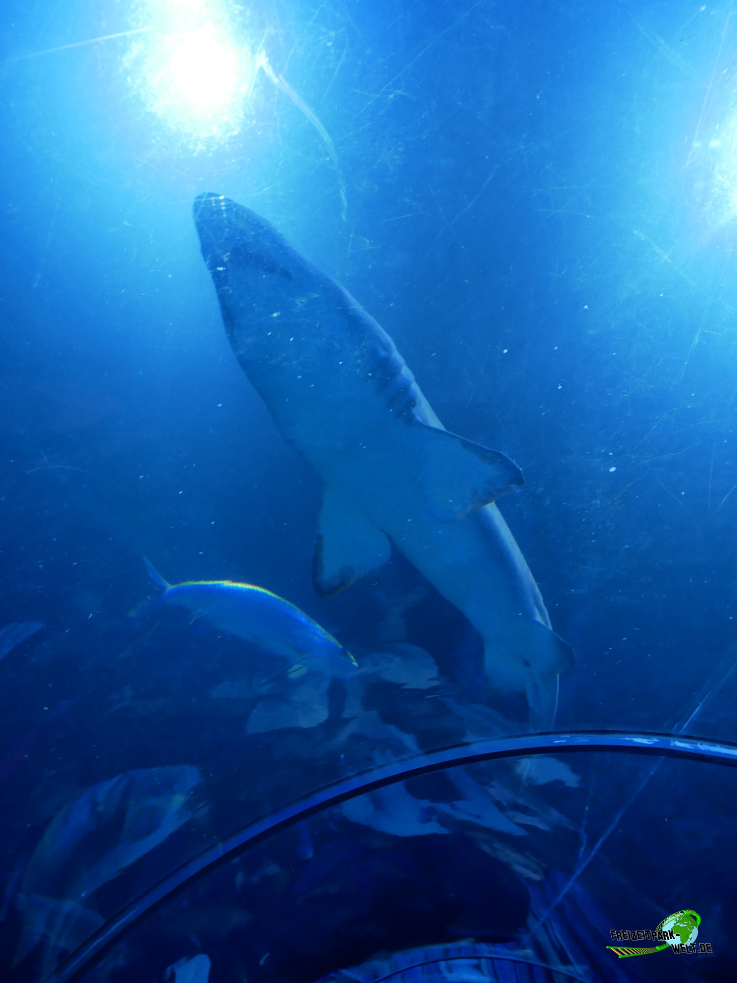 Shark Encounter - Seaworld Orlando | Freizeitpark-Welt.de