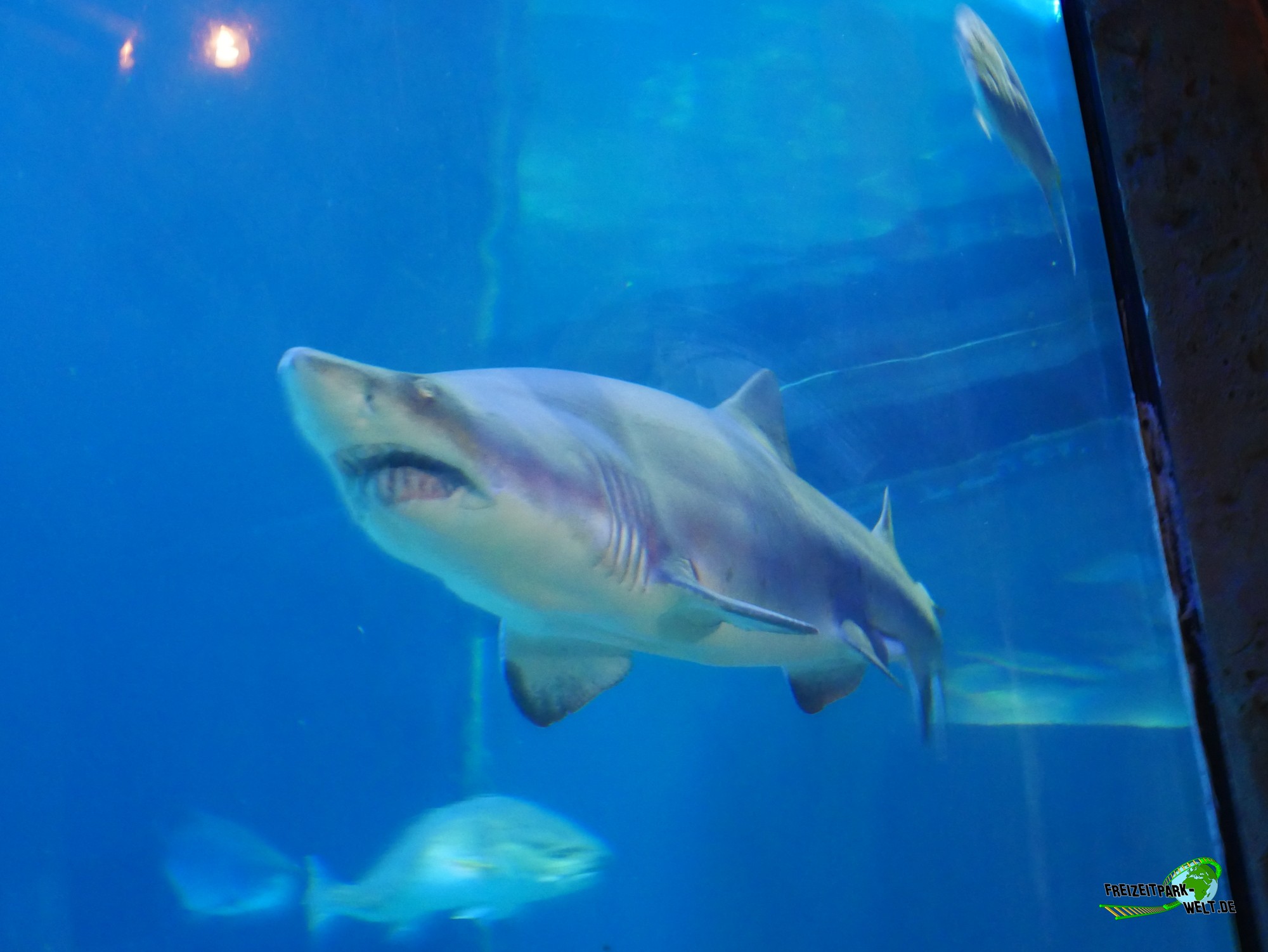 Ein Tag in SeaWorld Orlando - Seaworld Orlando