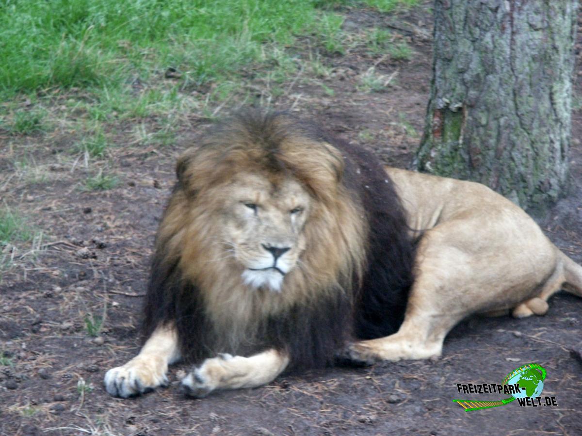 Berberlöwe - Serengeti-Park | Freizeitpark-Welt.de