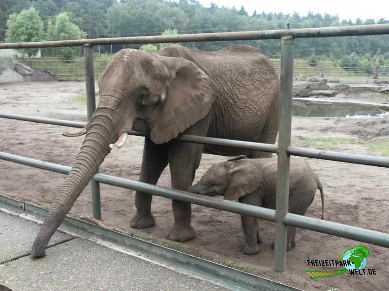 Ein Tag im Serengeti-Park Hodenhagen - Serengeti-Park