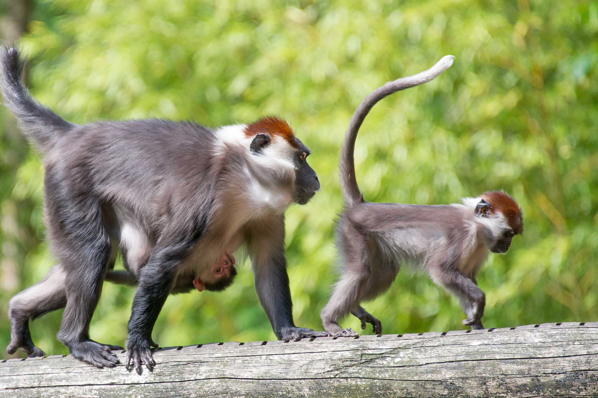 News und Events - Apenheul - Freizeitpark-Welt.de