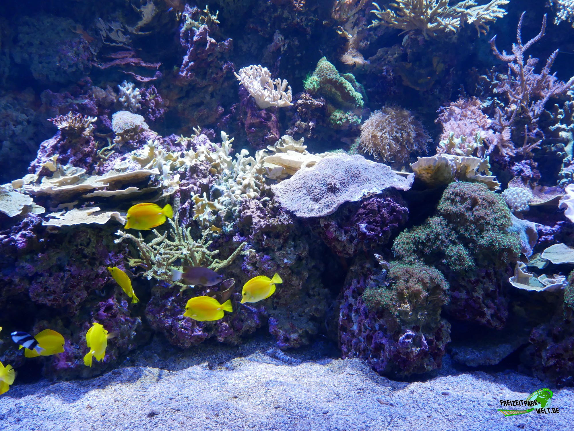 Sevilla Aquarium - Highlights & Tipps zum Besuch | Freizeitpark-Welt.de