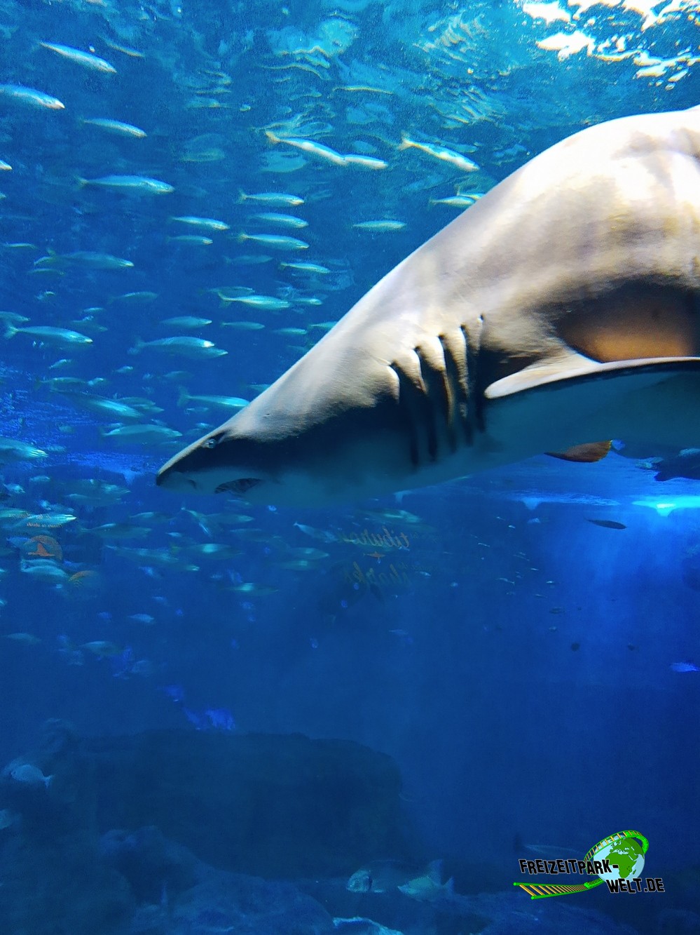 Sevilla Aquarium - Highlights & Tipps zum Besuch | Freizeitpark-Welt.de