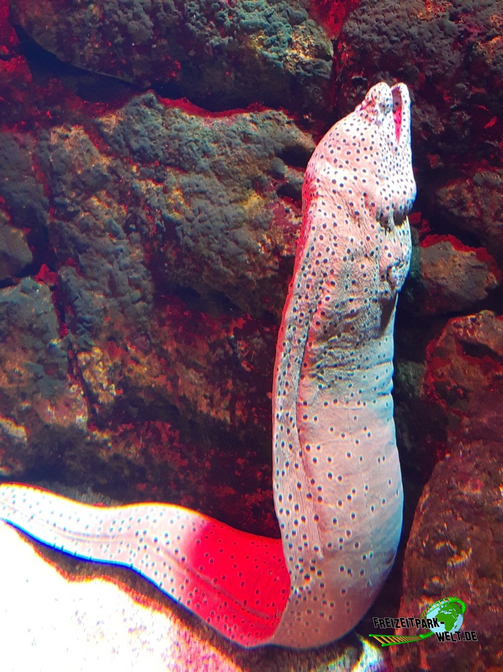 Sevilla Aquarium - Highlights & Tipps zum Besuch | Freizeitpark-Welt.de