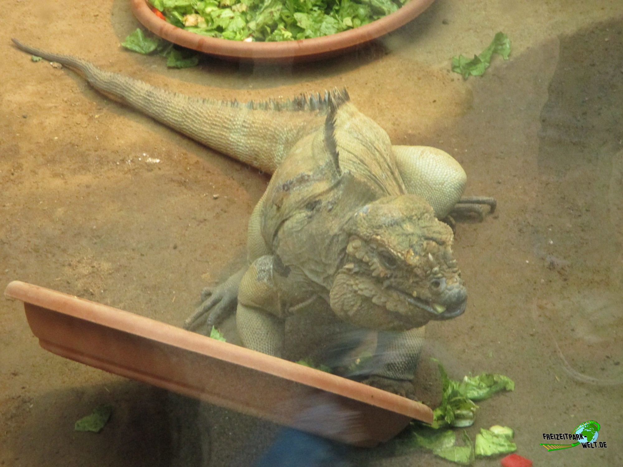 Foto Galerie 2017 - Diergaarde Blijdorp Rotterdam | Freizeitpark-Welt.de