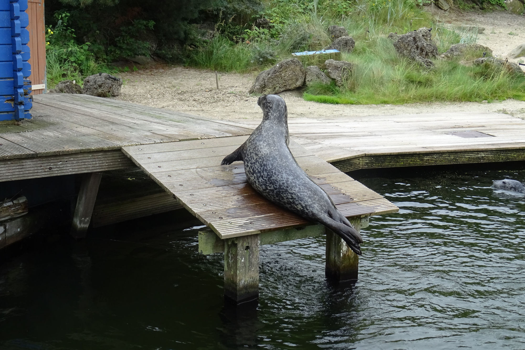 Seelöwe - Dolfinarium Harderwijk | Freizeitpark-Welt.de