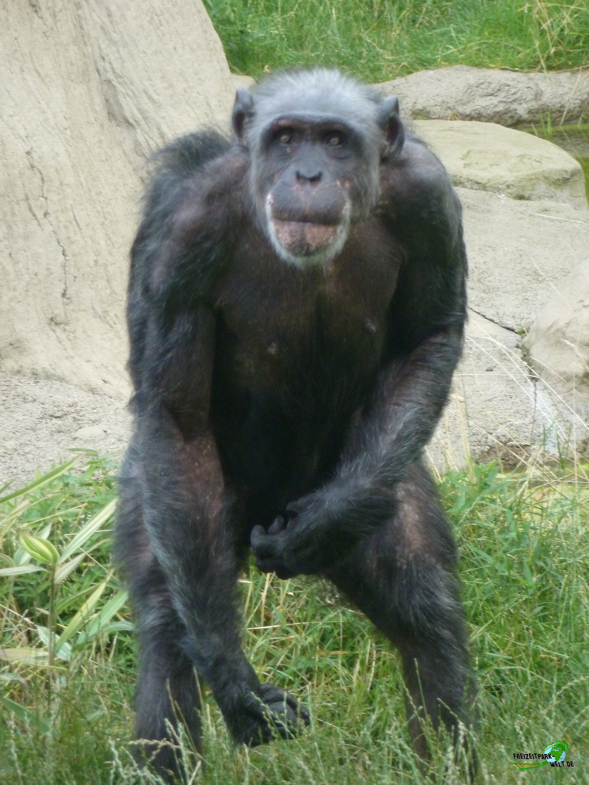 Schimpanse - Erlebnis-Zoo Hannover | Freizeitpark-Welt.de