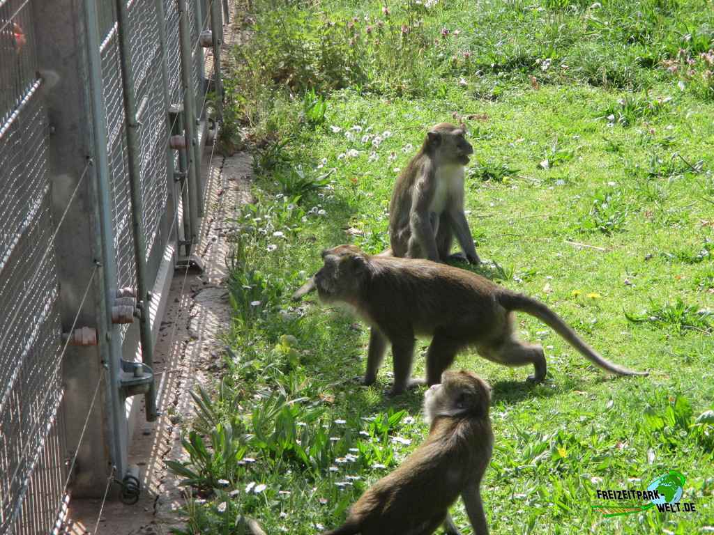 Javaneraffe - Mundenhof | Freizeitpark-Welt.de