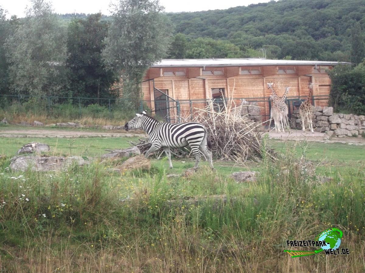 Opel Zoo - Highlights & Tipps zum Besuch | Freizeitpark-Welt.de
