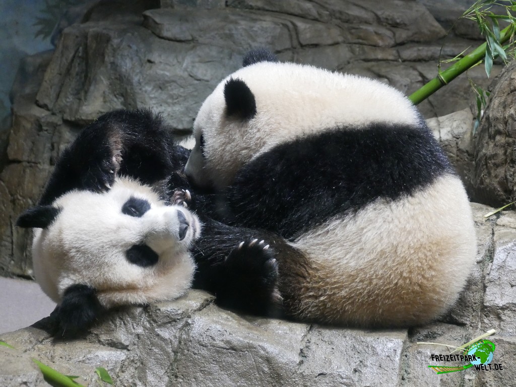 Großer Panda - Smithsonian National Zoological Park | Freizeitpark-Welt.de