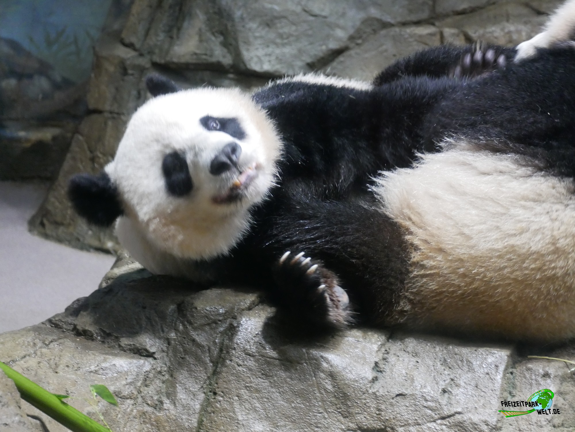 Großer Panda - Smithsonian National Zoological Park | Freizeitpark-Welt.de
