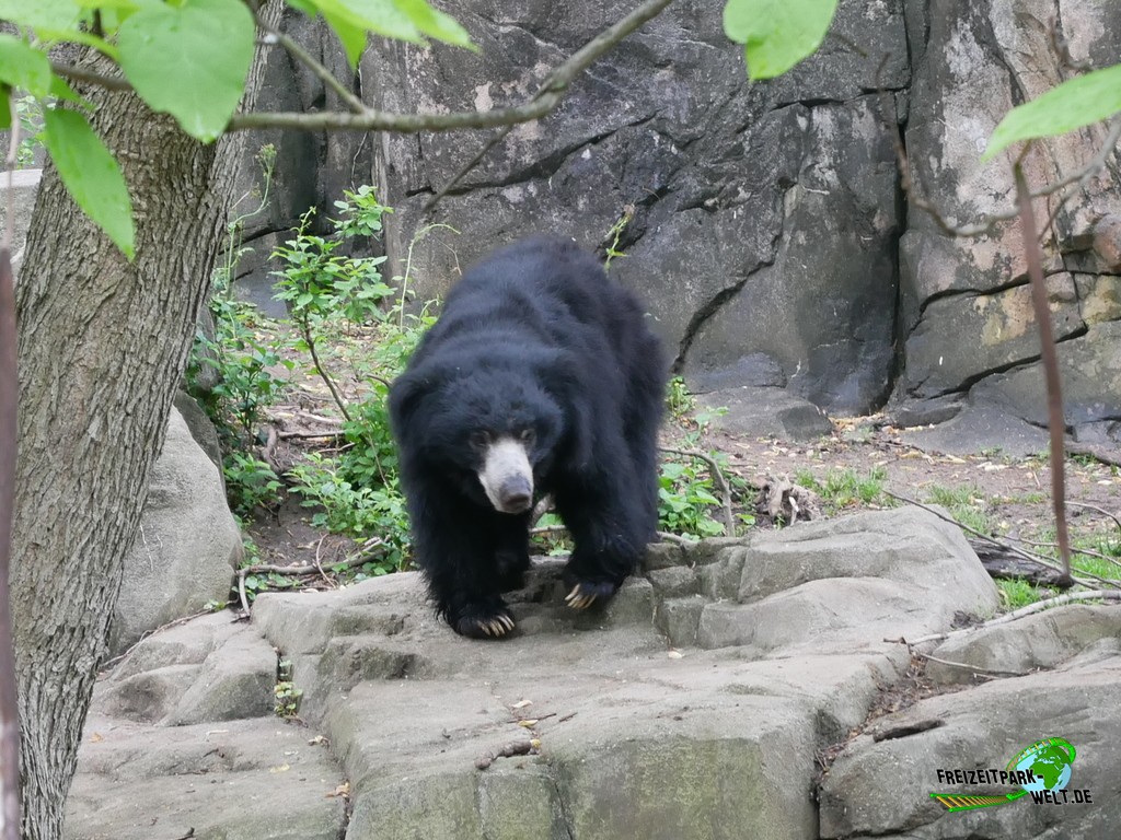Brillenbär - Smithsonian National Zoological Park | Freizeitpark-Welt.de