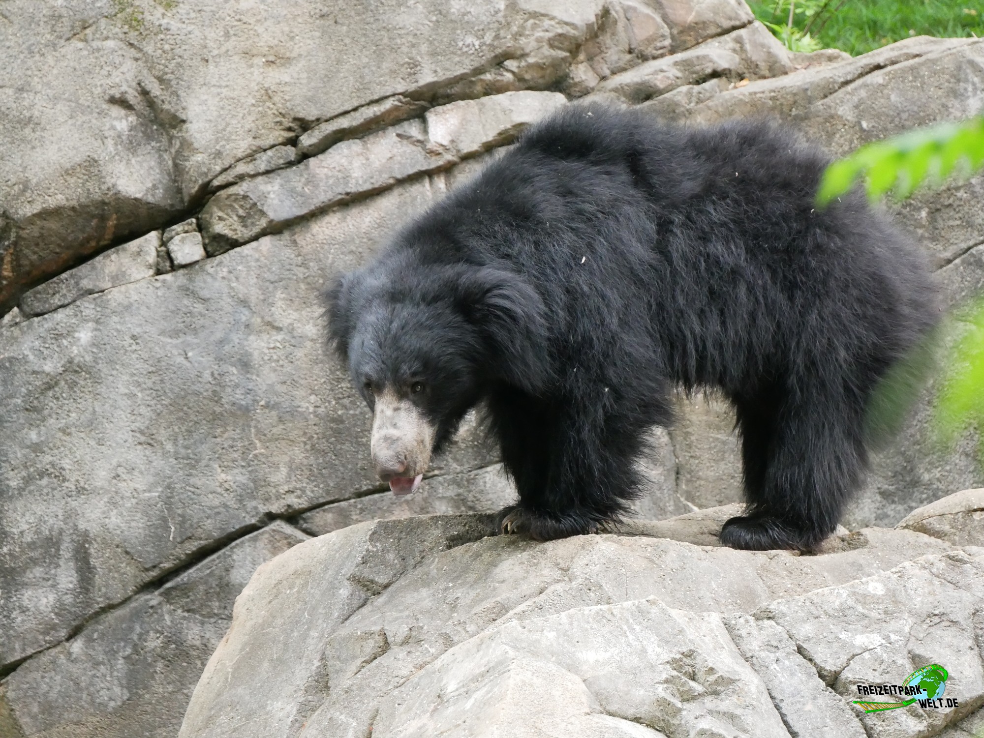 Brillenbär - Smithsonian National Zoological Park | Freizeitpark-Welt.de