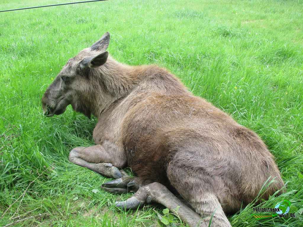 Elche - Tiergarten Weilburg | Freizeitpark-Welt.de