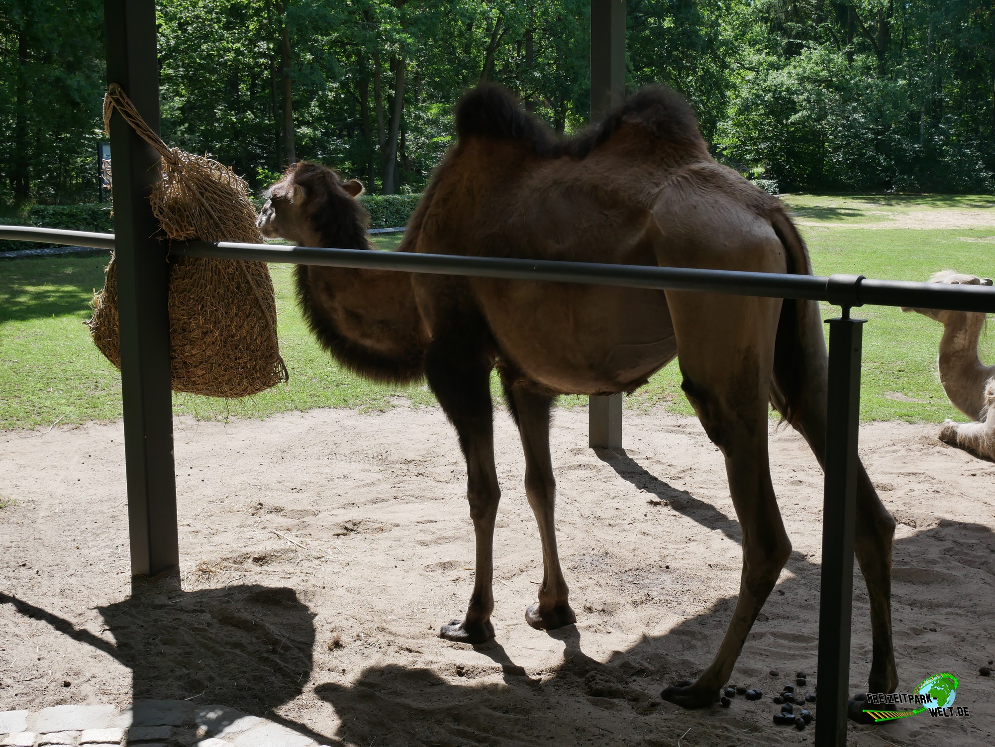 Trampeltier - Tierpark Cottbus | Freizeitpark-Welt.de