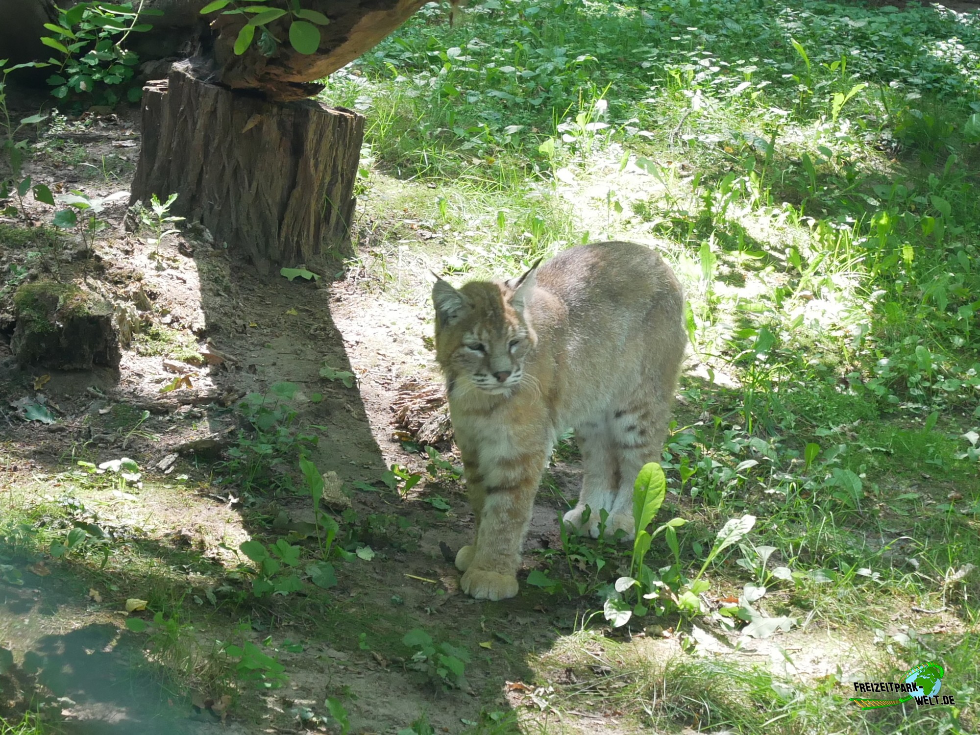 Foto Galerien - Tierpark Cottbus | Freizeitpark-Welt.de