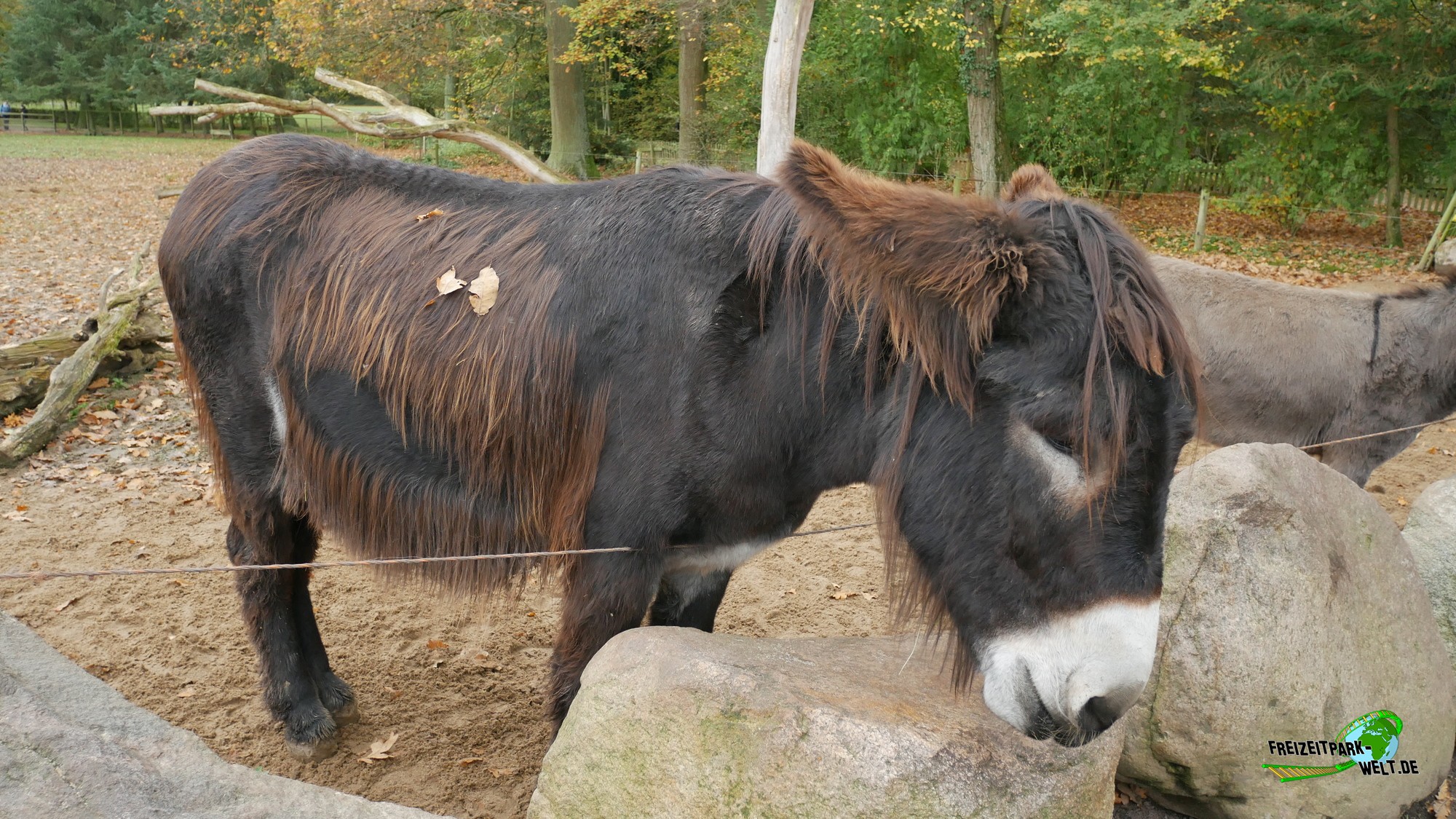 Hausesel - Tierpark Essehof | Freizeitpark-Welt.de
