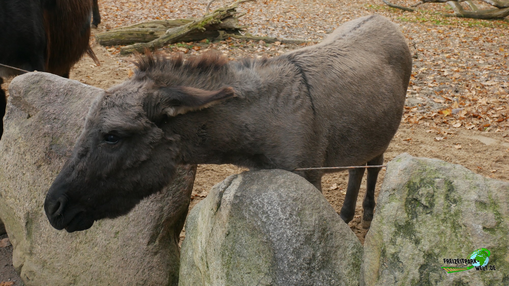 Hausesel - Tierpark Essehof | Freizeitpark-Welt.de