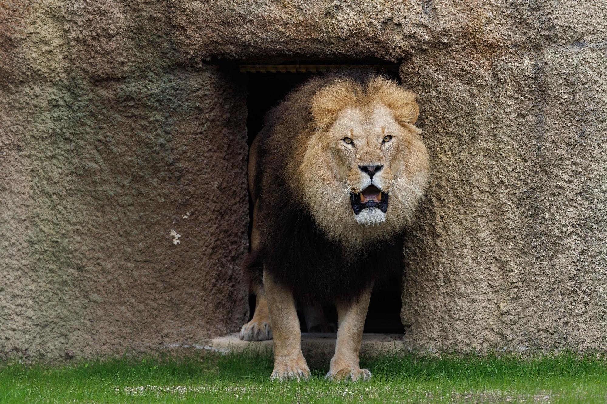 Der Münchner Tierpark Hellabrunn eröffnet seine neue Löwenanlage ...