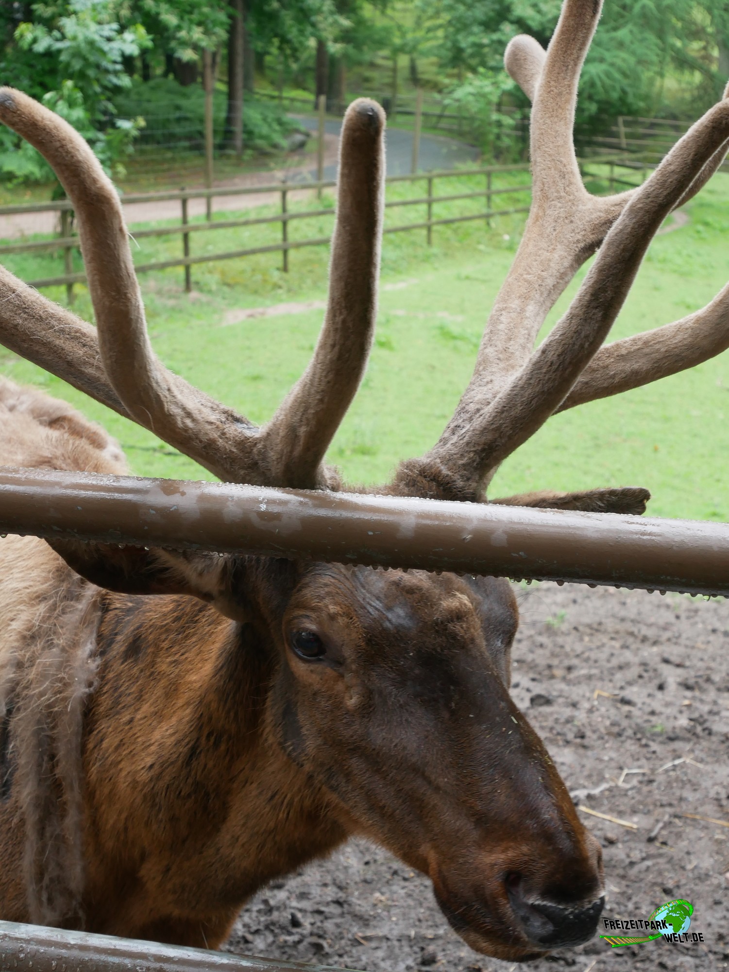 Elche - Wildpark Lüneburger Heide | Freizeitpark-Welt.de