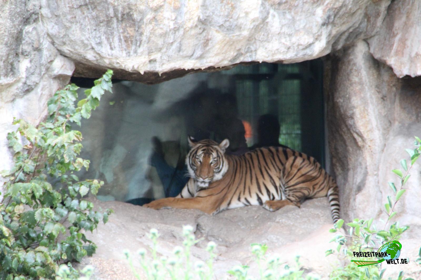 Sibirischer Tiger - Zoo Berlin | Freizeitpark-Welt.de