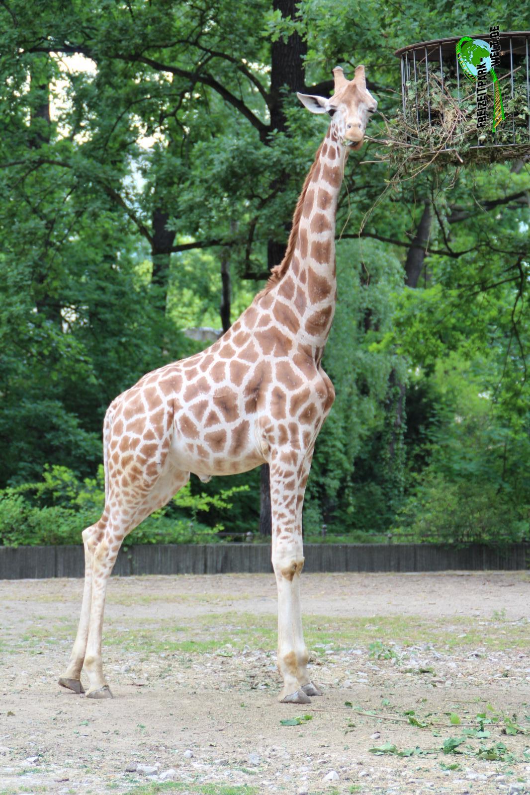 Giraffe - Zoo Berlin | Freizeitpark-Welt.de