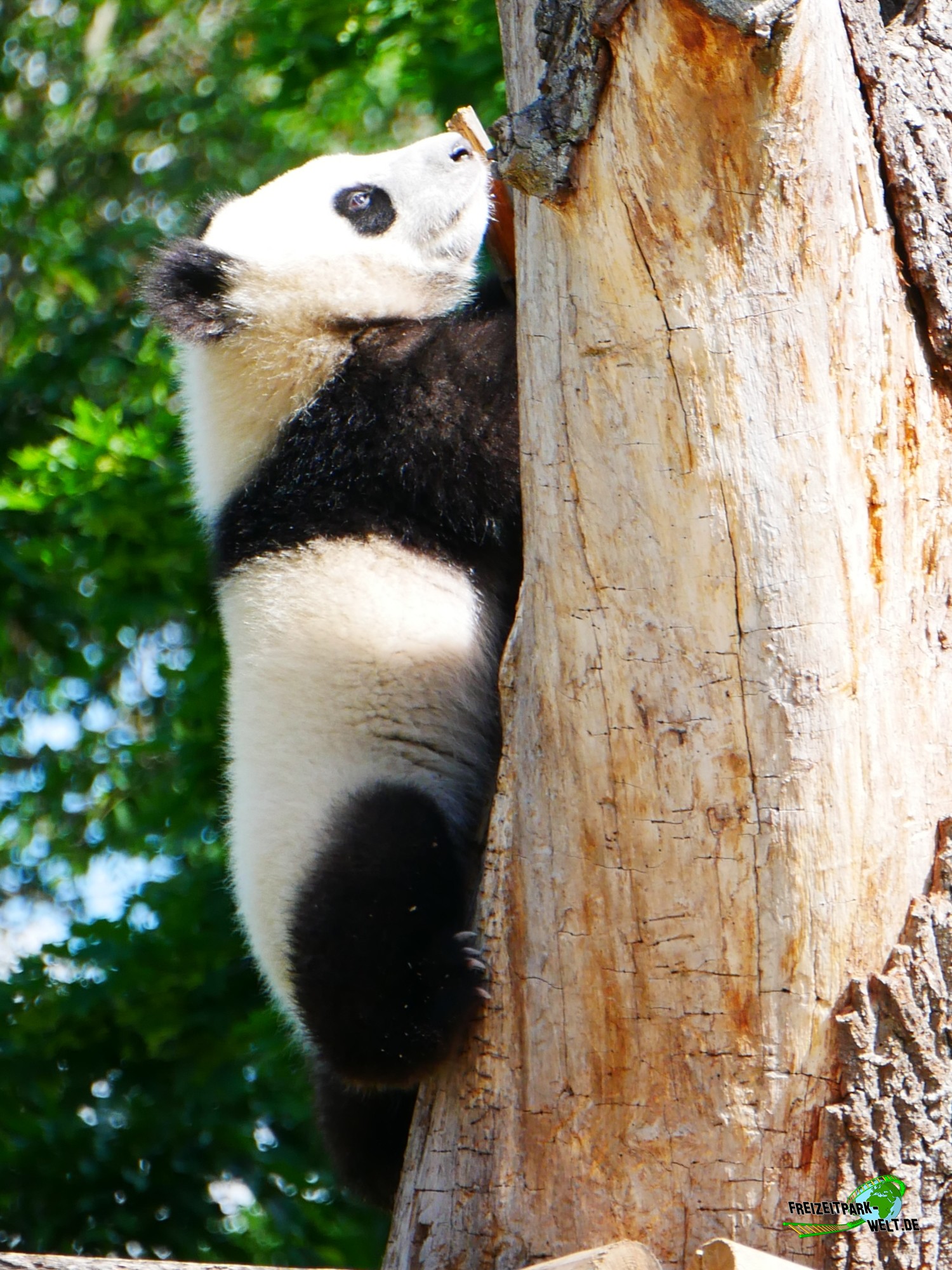 Großer Panda - Zoo Berlin | Freizeitpark-Welt.de