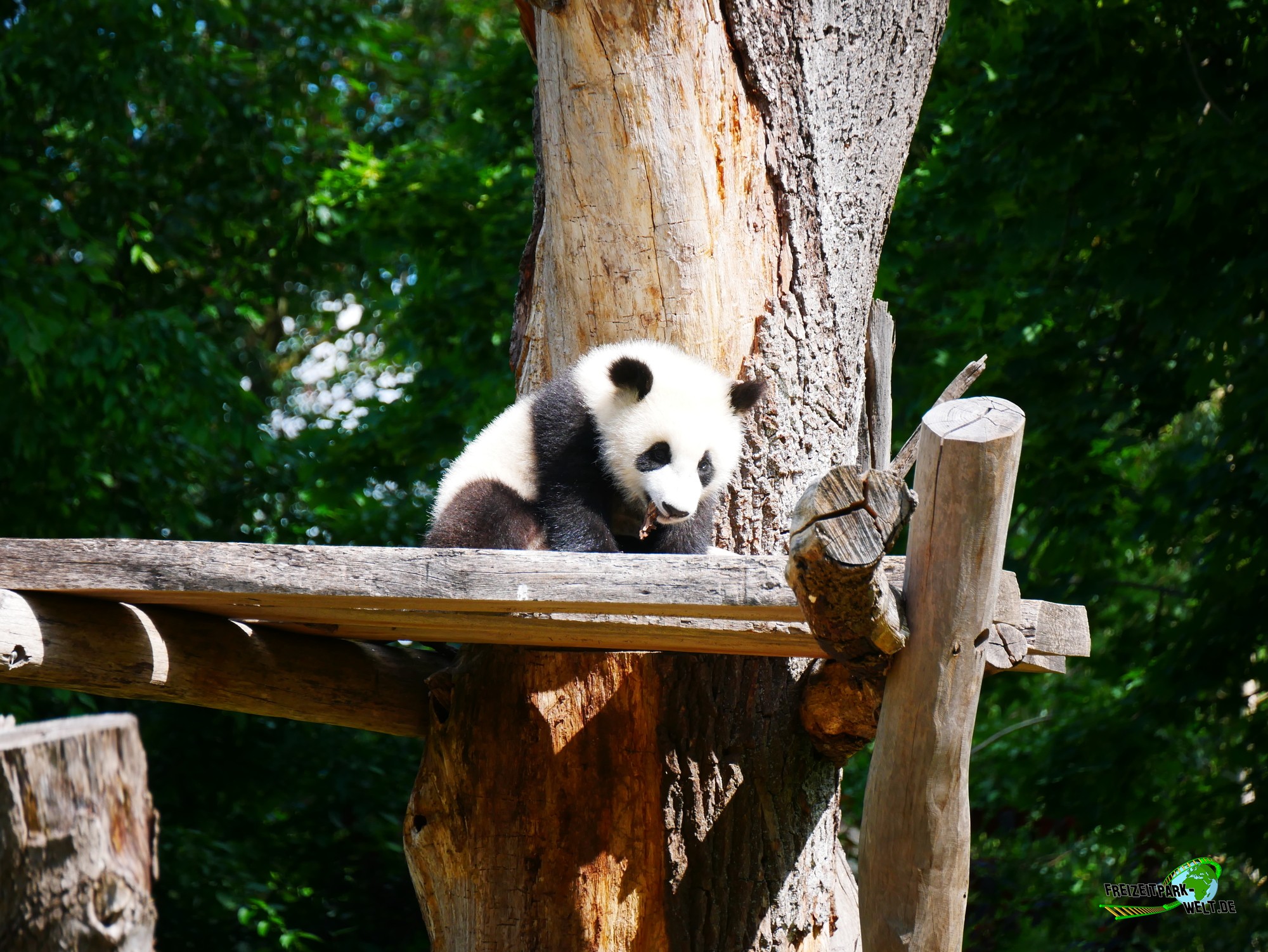 Großer Panda - Zoo Berlin | Freizeitpark-Welt.de