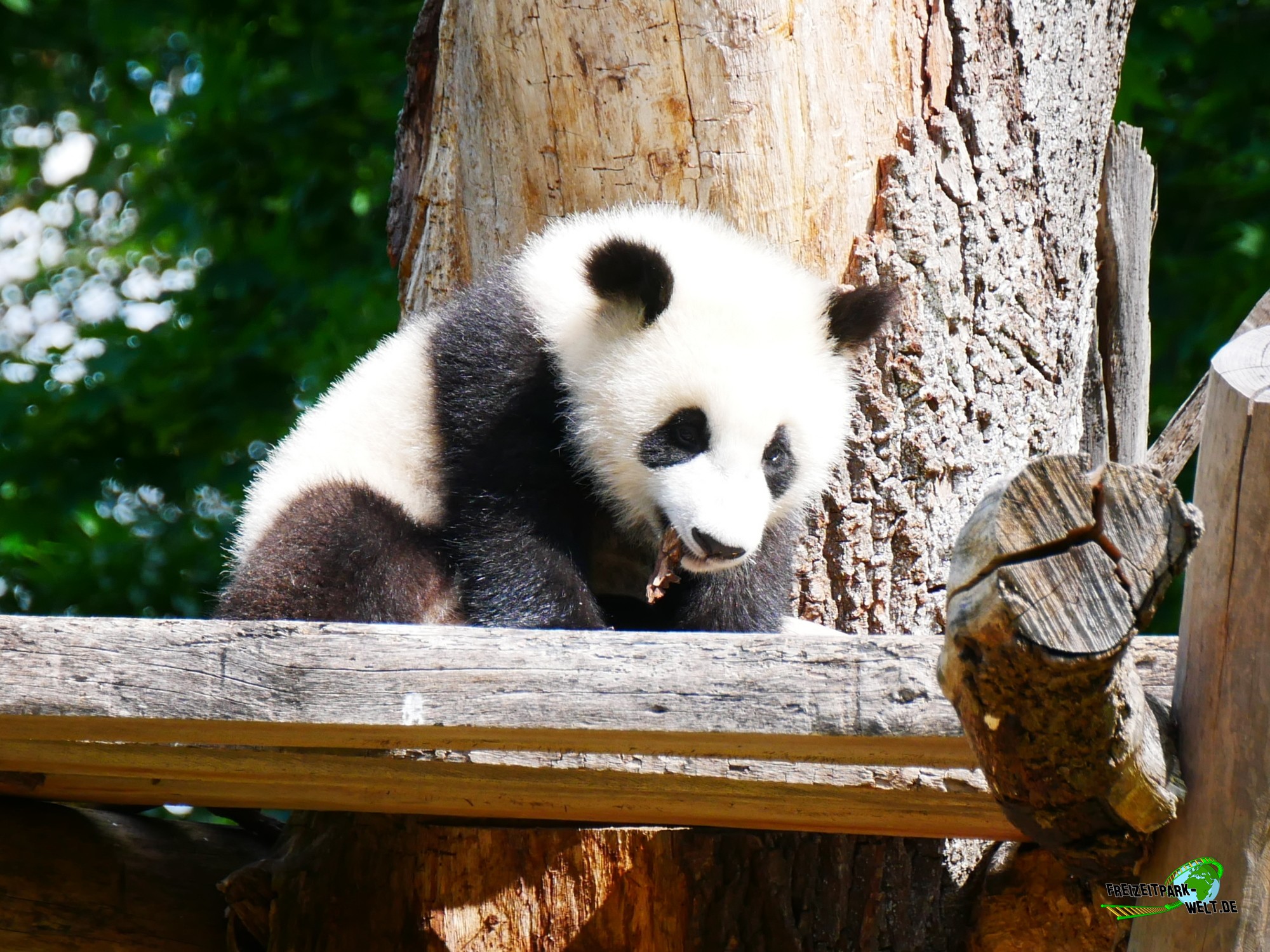 Großer Panda - Zoo Berlin | Freizeitpark-Welt.de