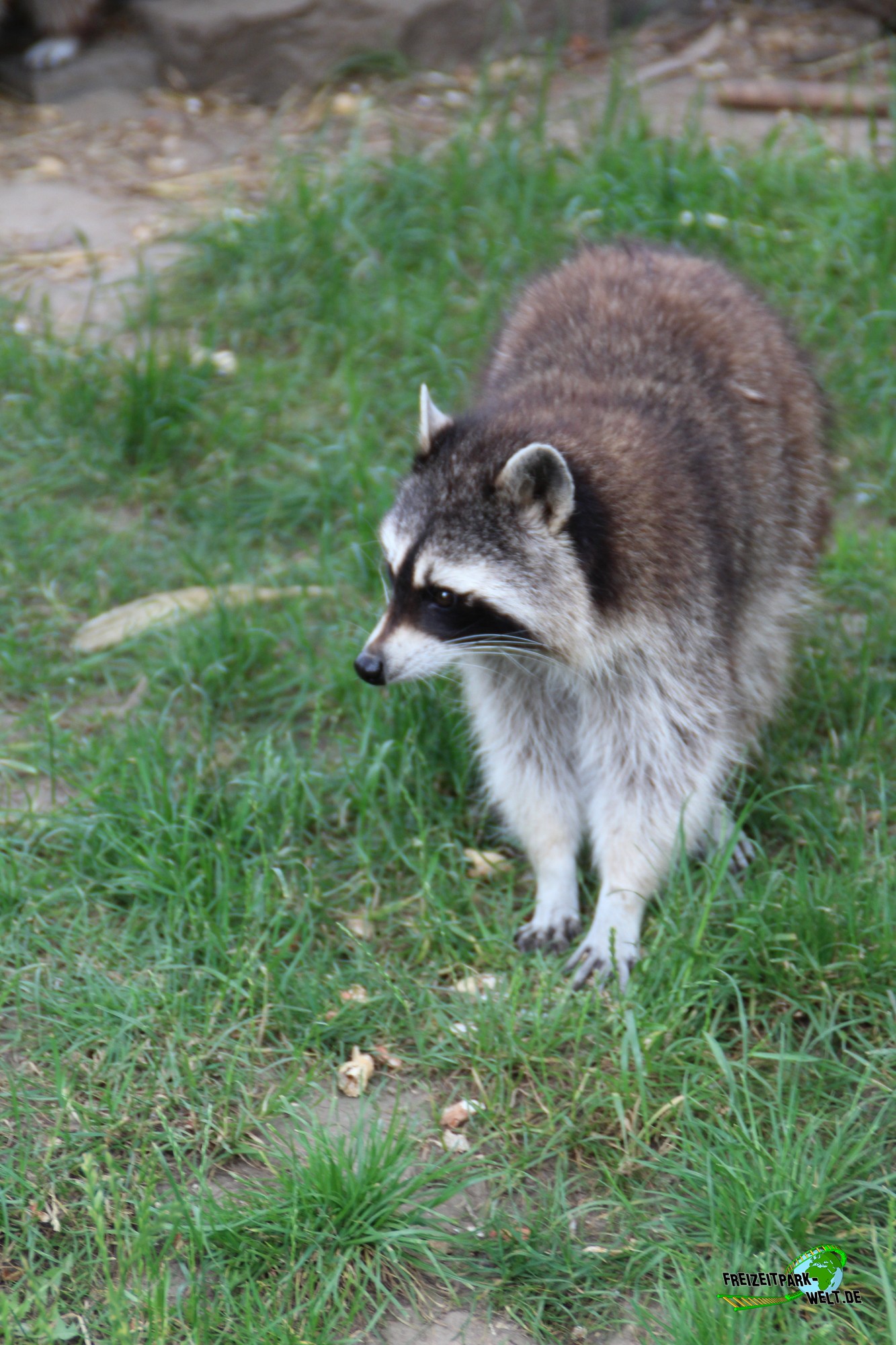 Waschbär - Zoo Braunschweig | Freizeitpark-Welt.de