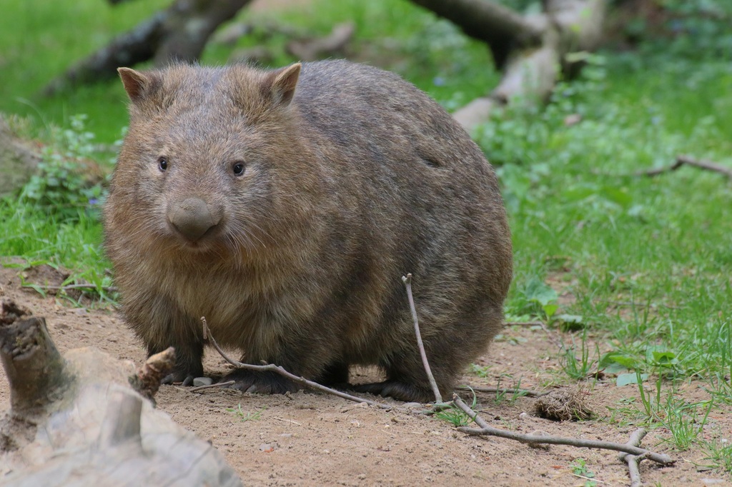Wombat-Baby im Zoo Duisburg ist eine Sensation - Zoo Duisburg