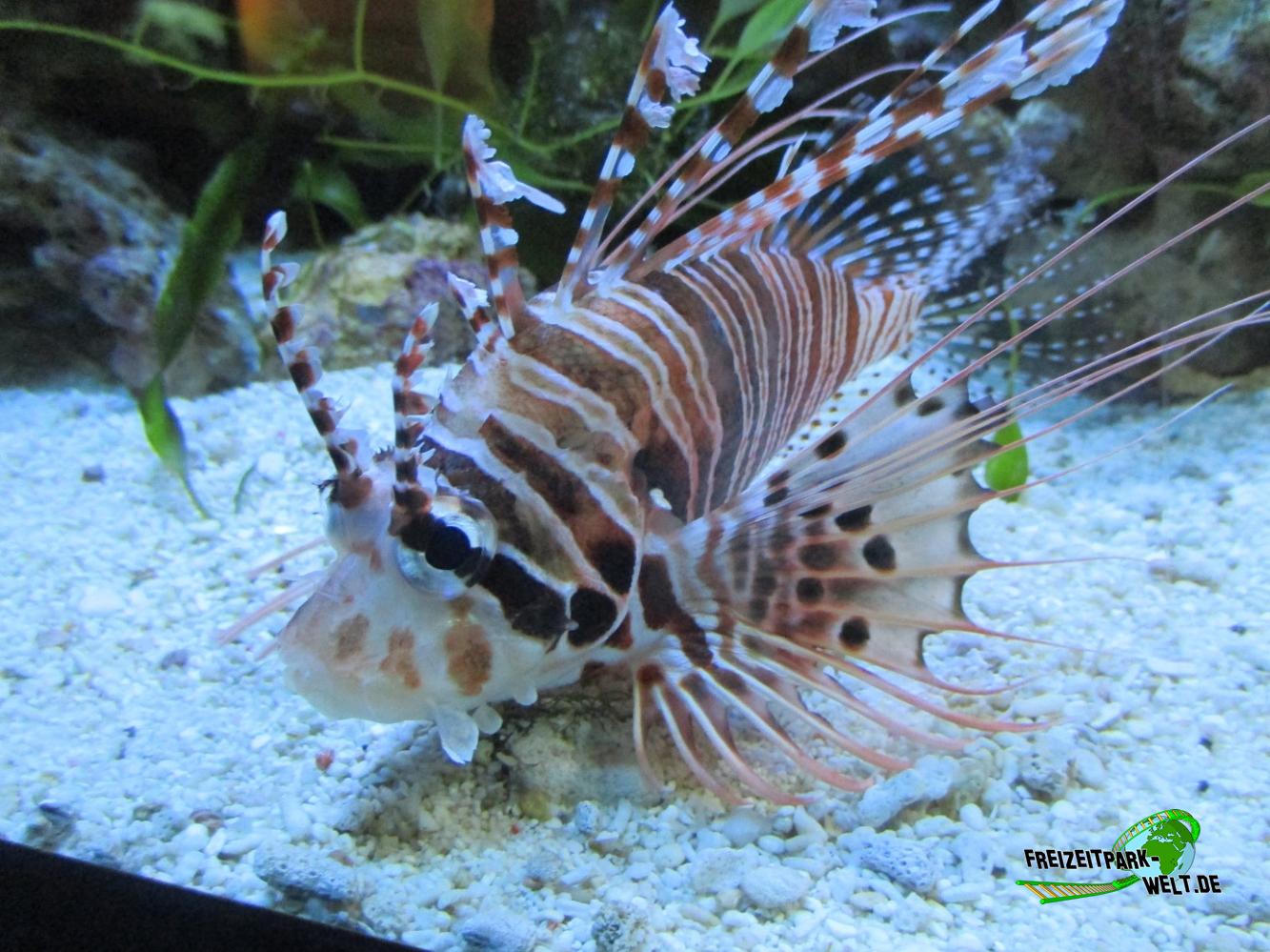 Feuerfisch - Zoo Frankfurt | Freizeitpark-Welt.de
