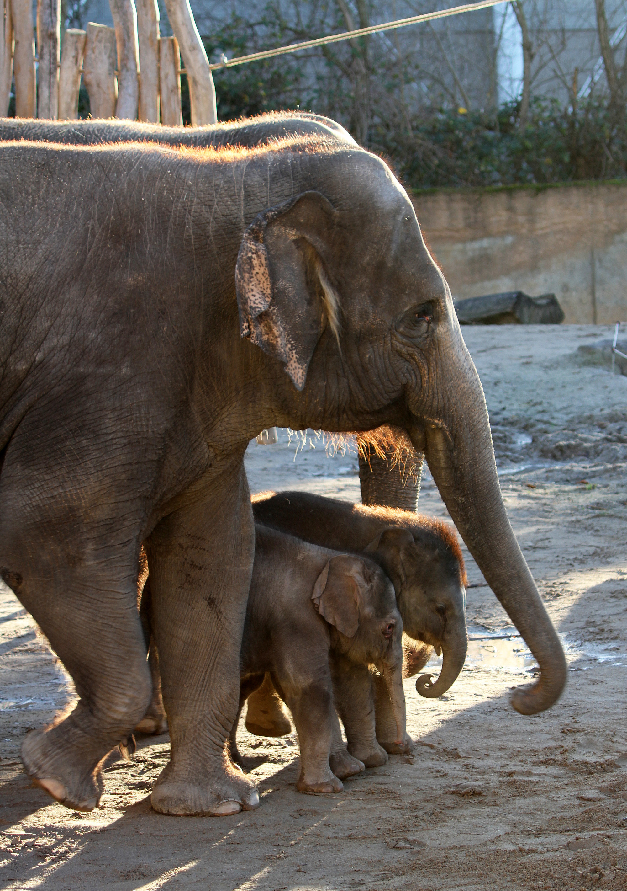 Zoo Leipzig zieht positive Abschlussbilanz für 2022 - Zoo Leipzig