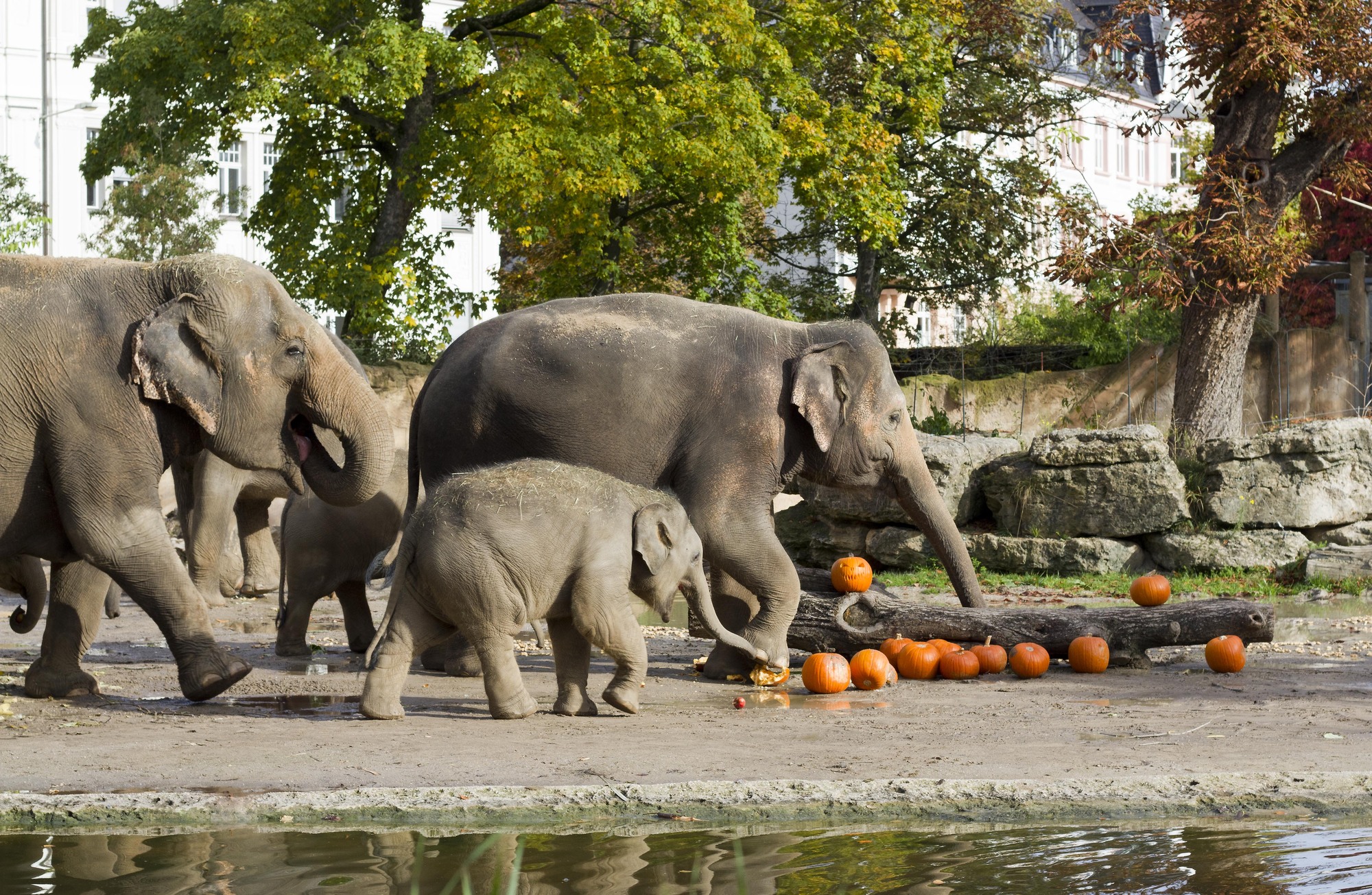 Farbenfrohes Halloween-Spektakel im Zoo Leipzig - Zoo Leipzig
