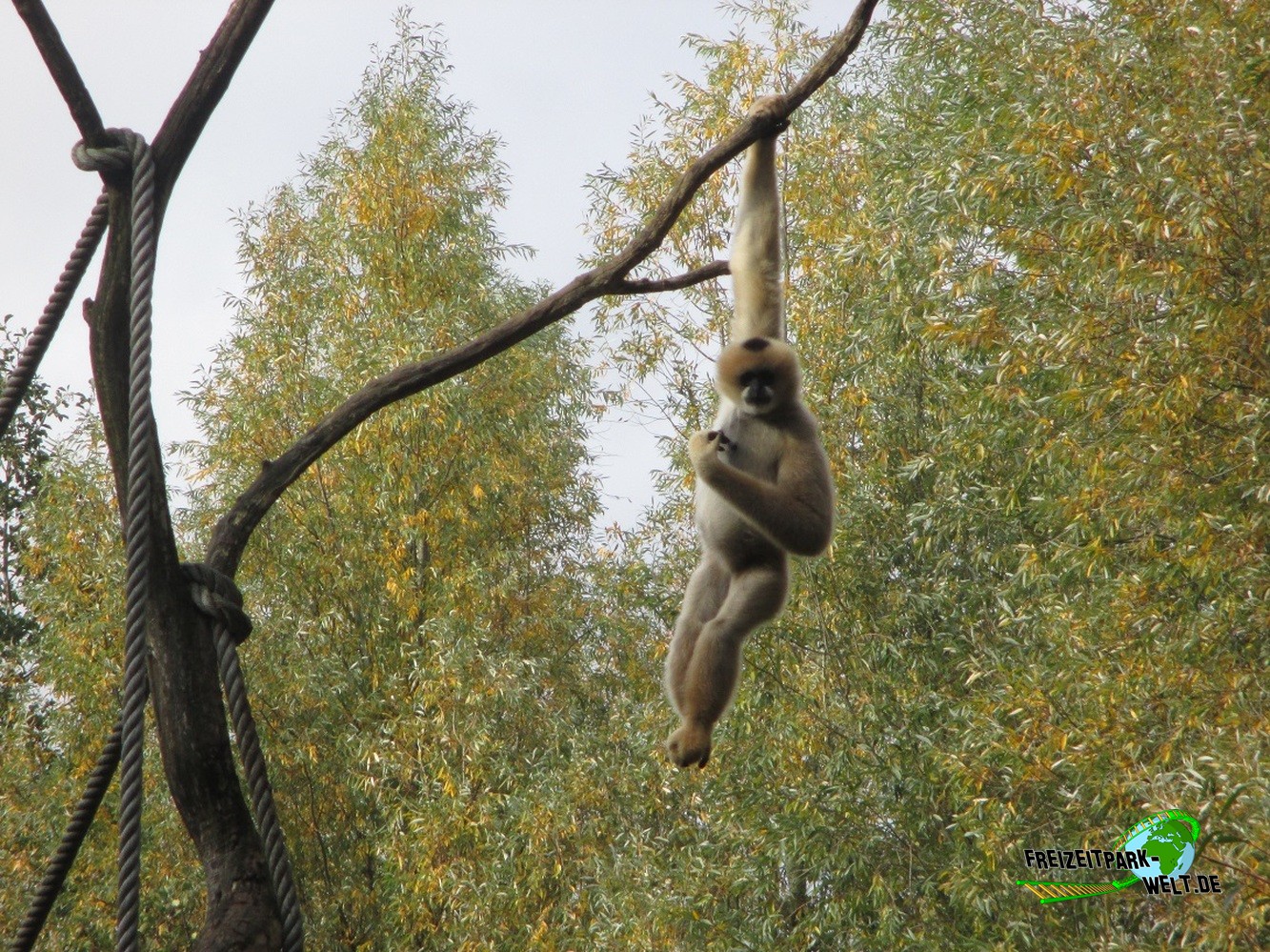 Zoo Parc Overloon - Highlights & Tipps zum Besuch | Freizeitpark-Welt.de