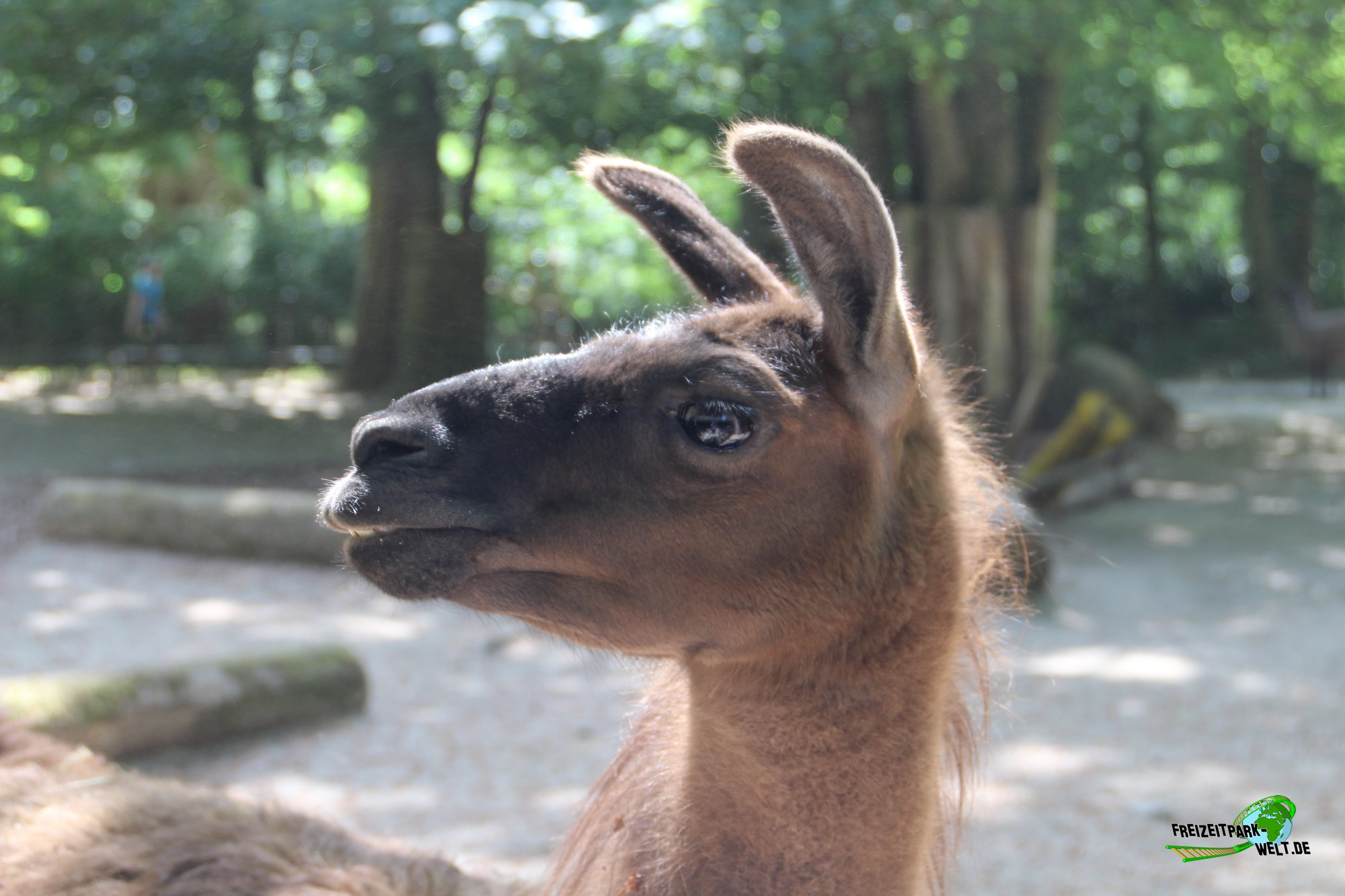 Lama - Zoo Rostock | Freizeitpark-Welt.de