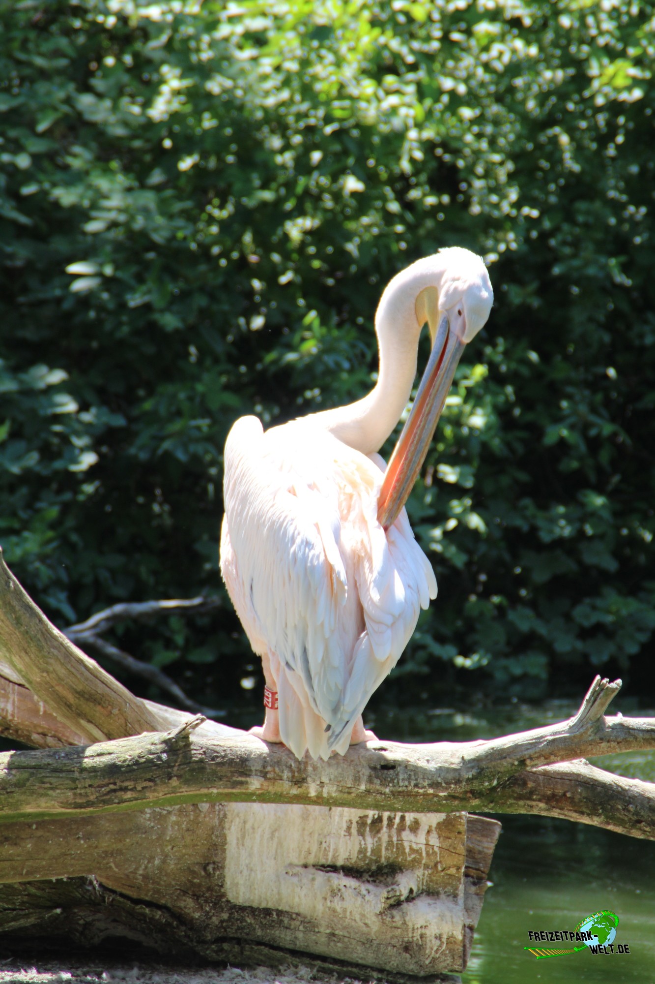 Foto Galerien - Zoo Rostock | Freizeitpark-Welt.de
