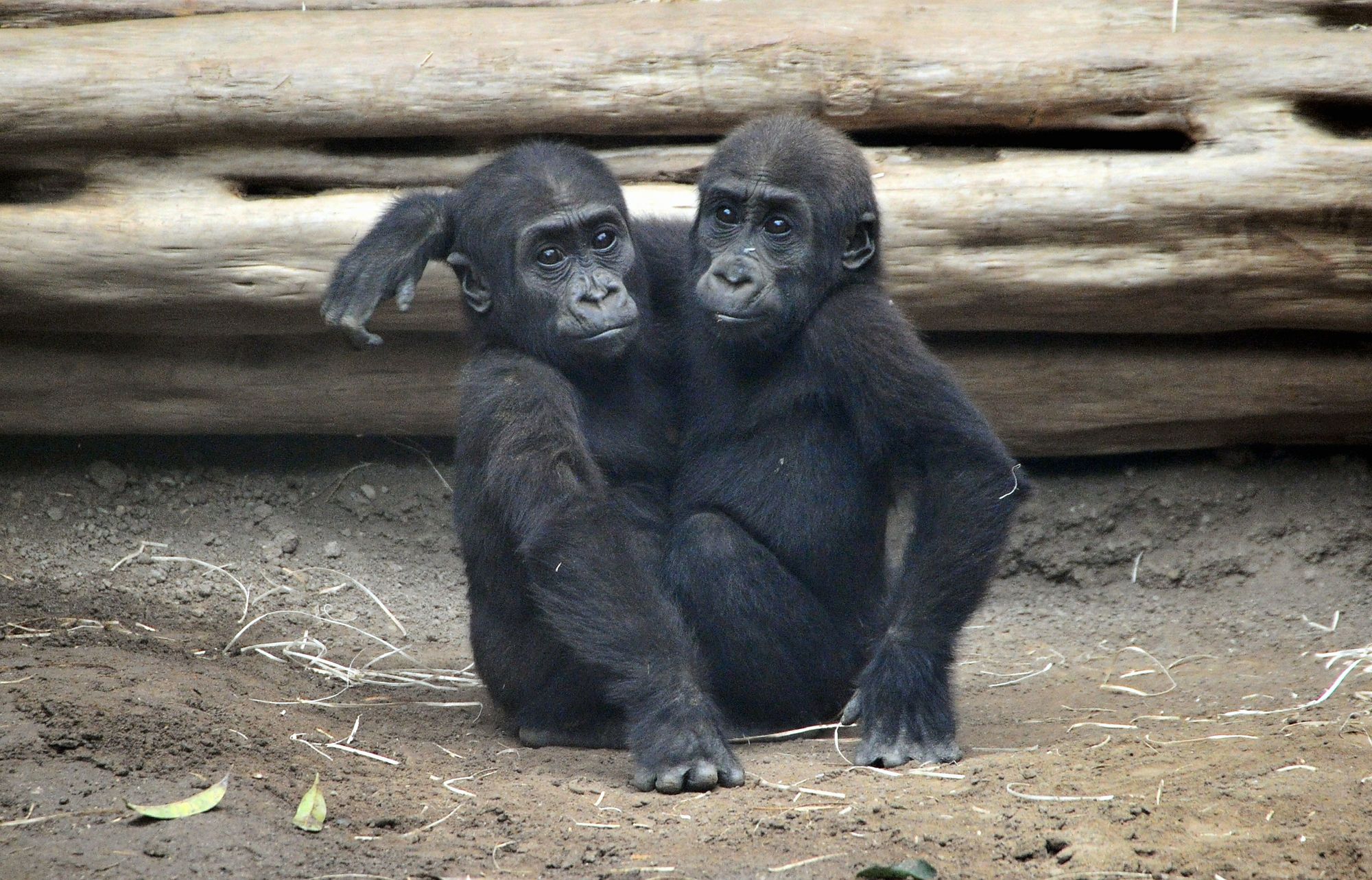 Zoo Rostock erfolgreichster Zoo Europas in der Kategorie über 500k ...